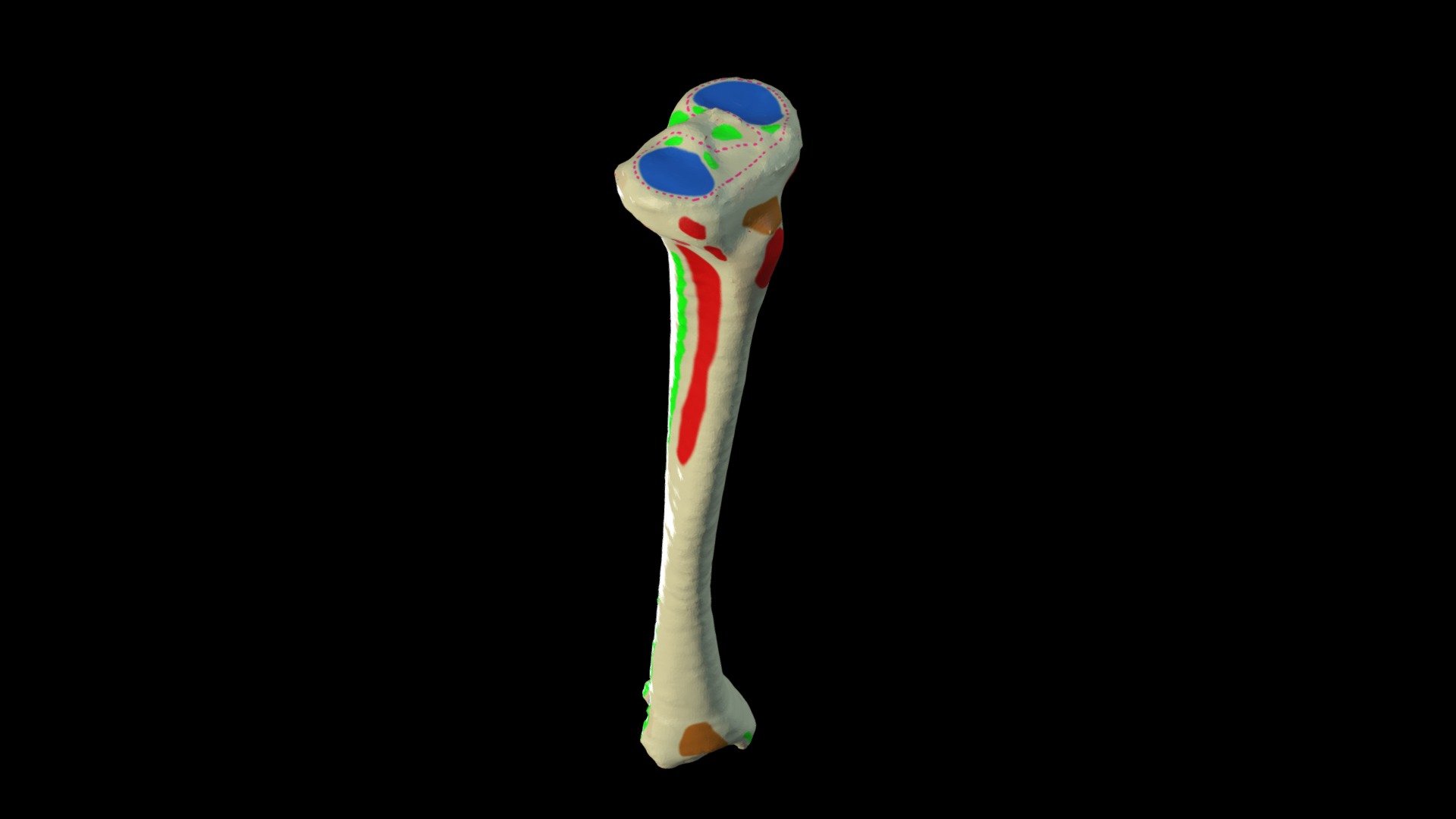 Tibia coloré (avec labels) - 3D model by Prof. Serge VAN SINT JAN ...