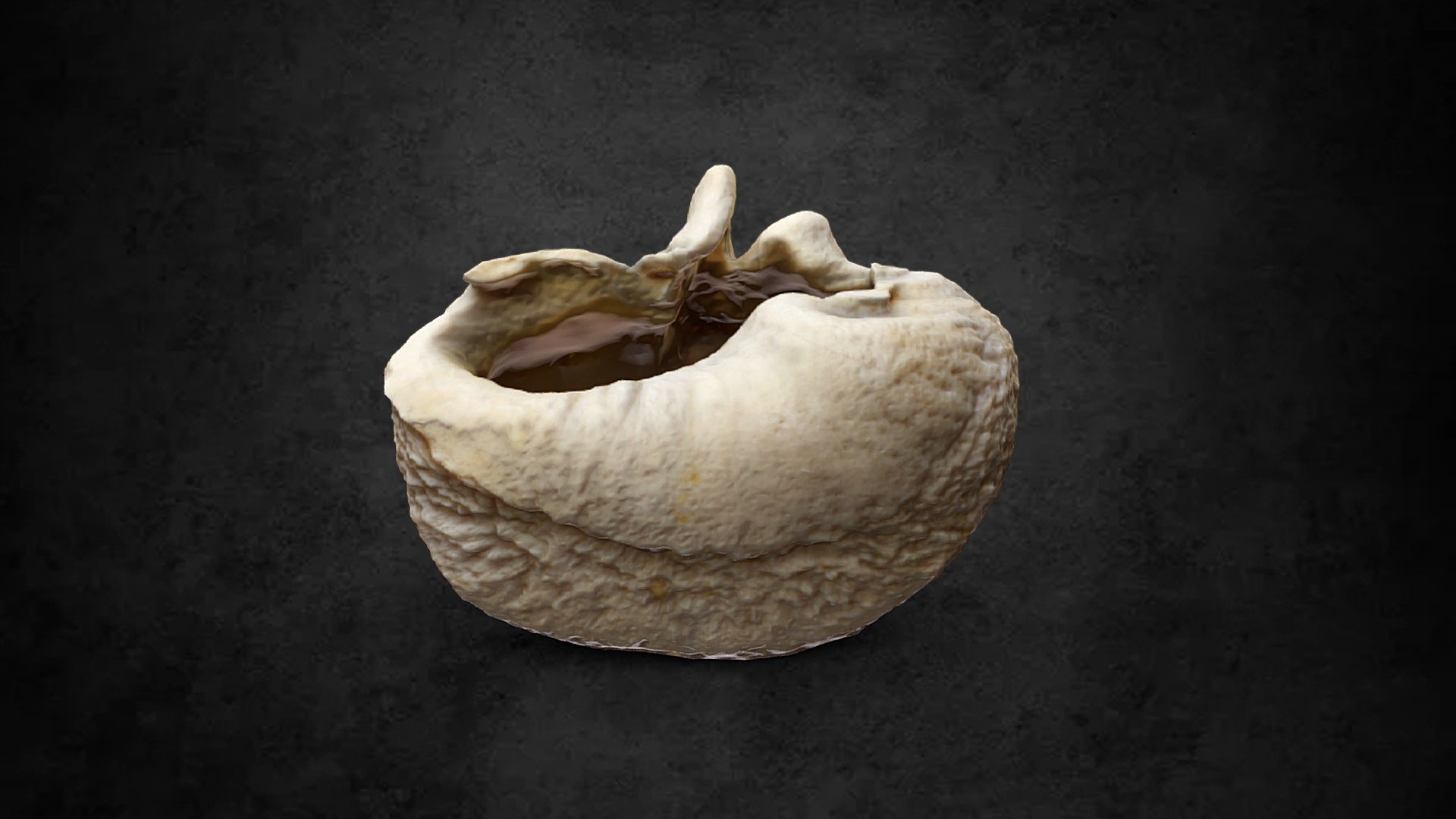 Sperm Whale Ear Bone - Download Free 3D model by The Watt Institution ...