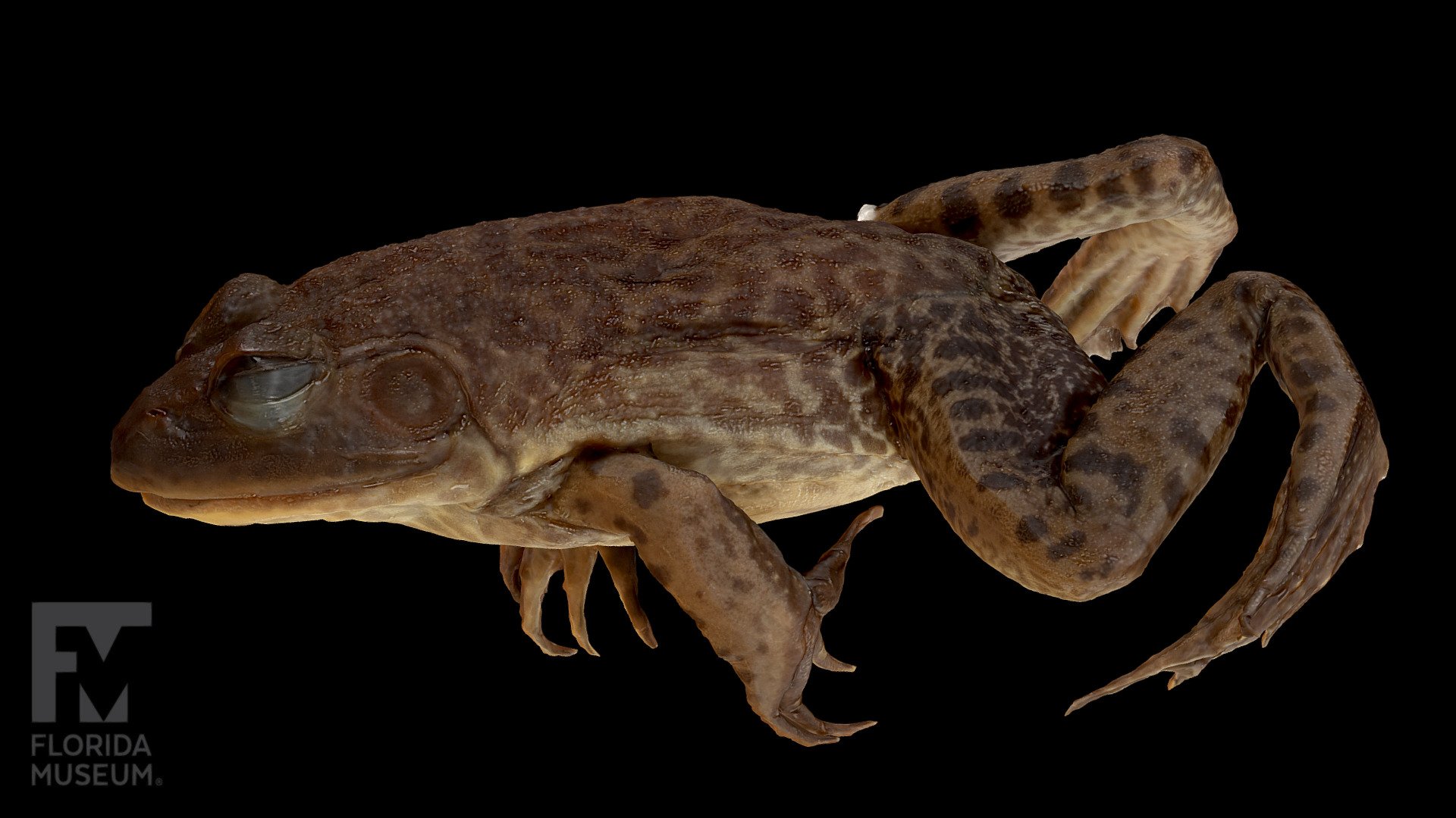 American Bullfrog, Ranidae - 3D model by FloridaMuseum [09f32d5 ...