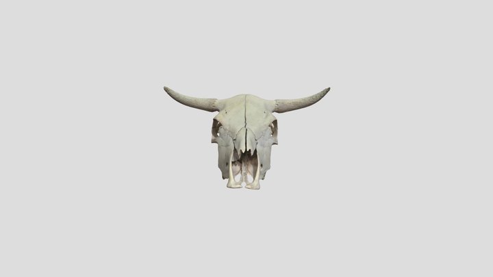 Veterinary 3D models - Sketchfab