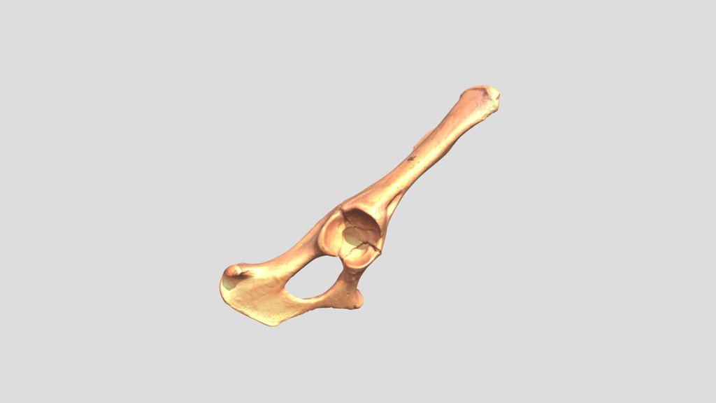 References - Pelvis - A 3D model collection by osteoarchaeology - Sketchfab