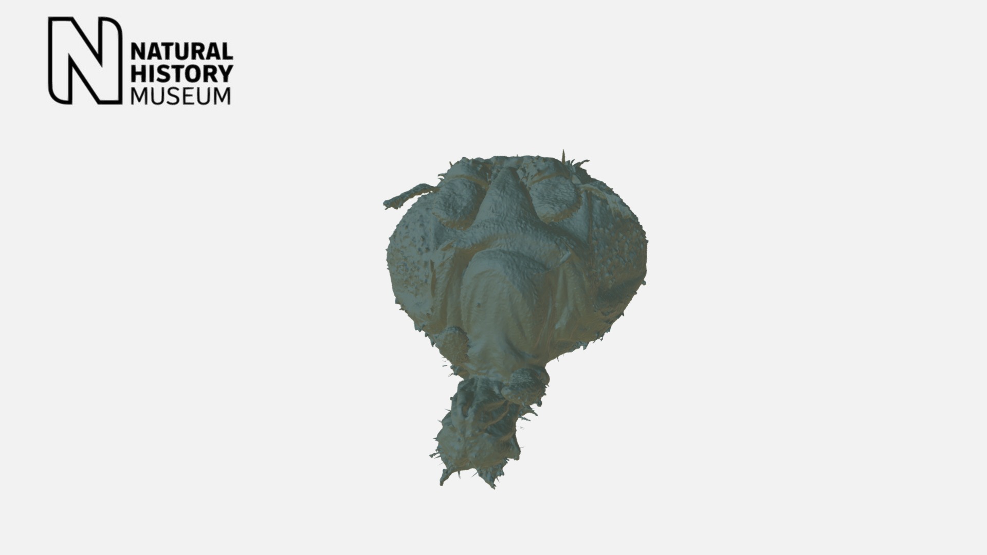 Mutant Fruit Fly - Download Free 3D model by NHM_Imaging [09f8f0c ...