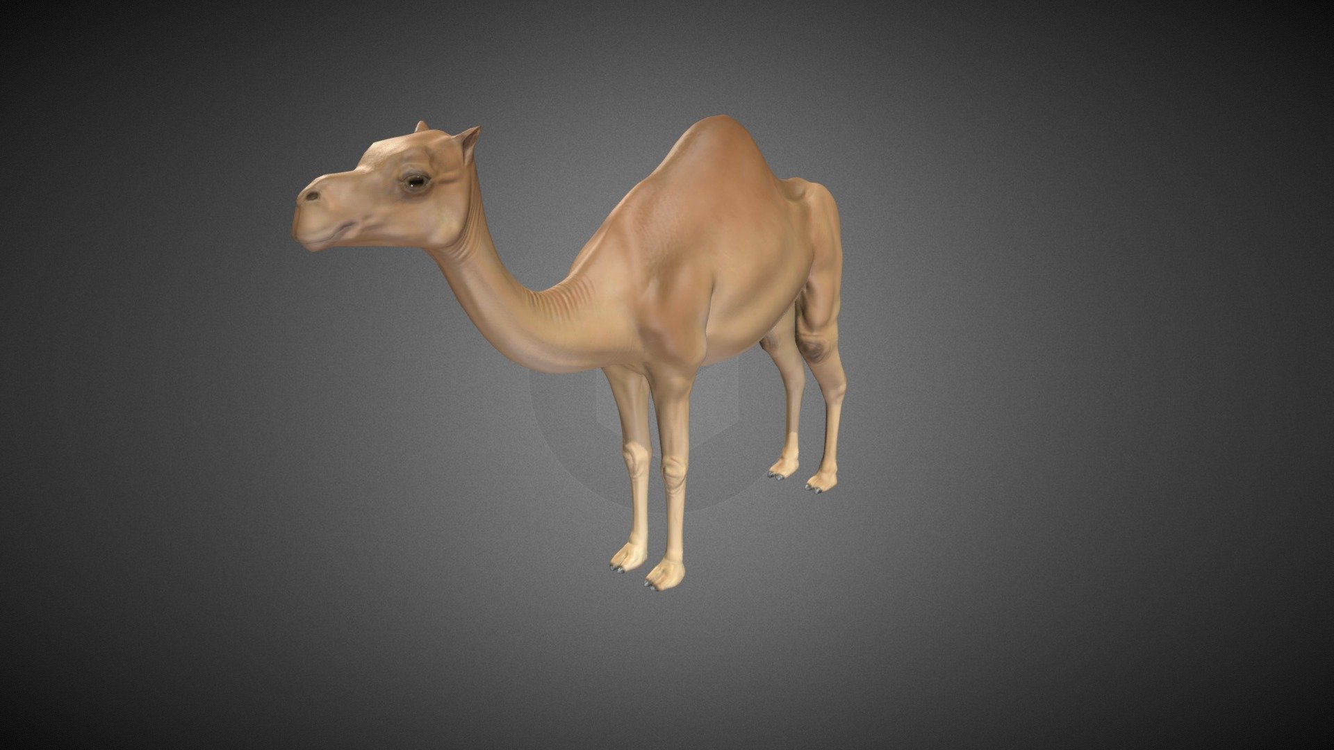 Camel - Download Free 3D model by StormyChalice [0a01fac] - Sketchfab