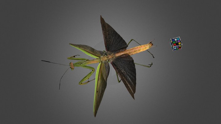 Mantis 3D models - Sketchfab