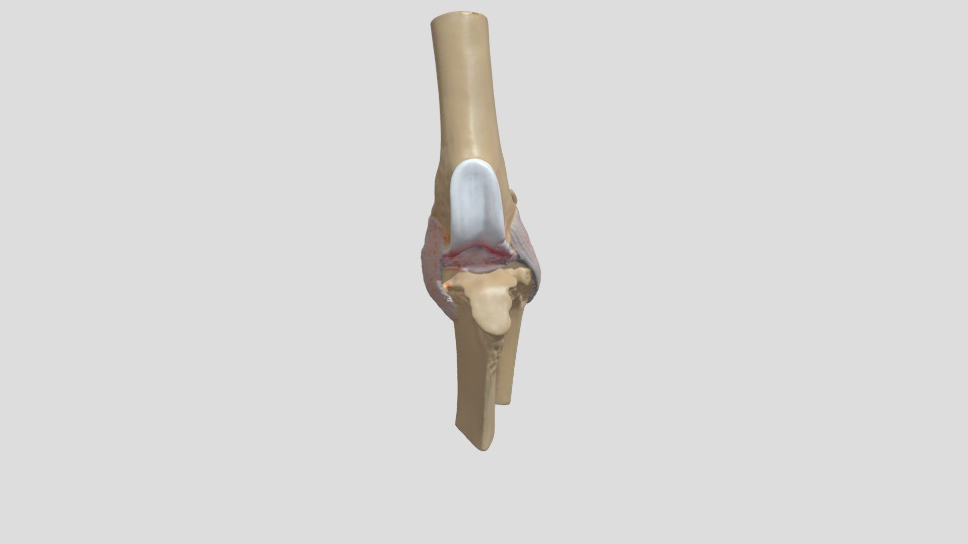 Moderate Stifle OA dogs - 3D model by oatakung [0a06e66] - Sketchfab