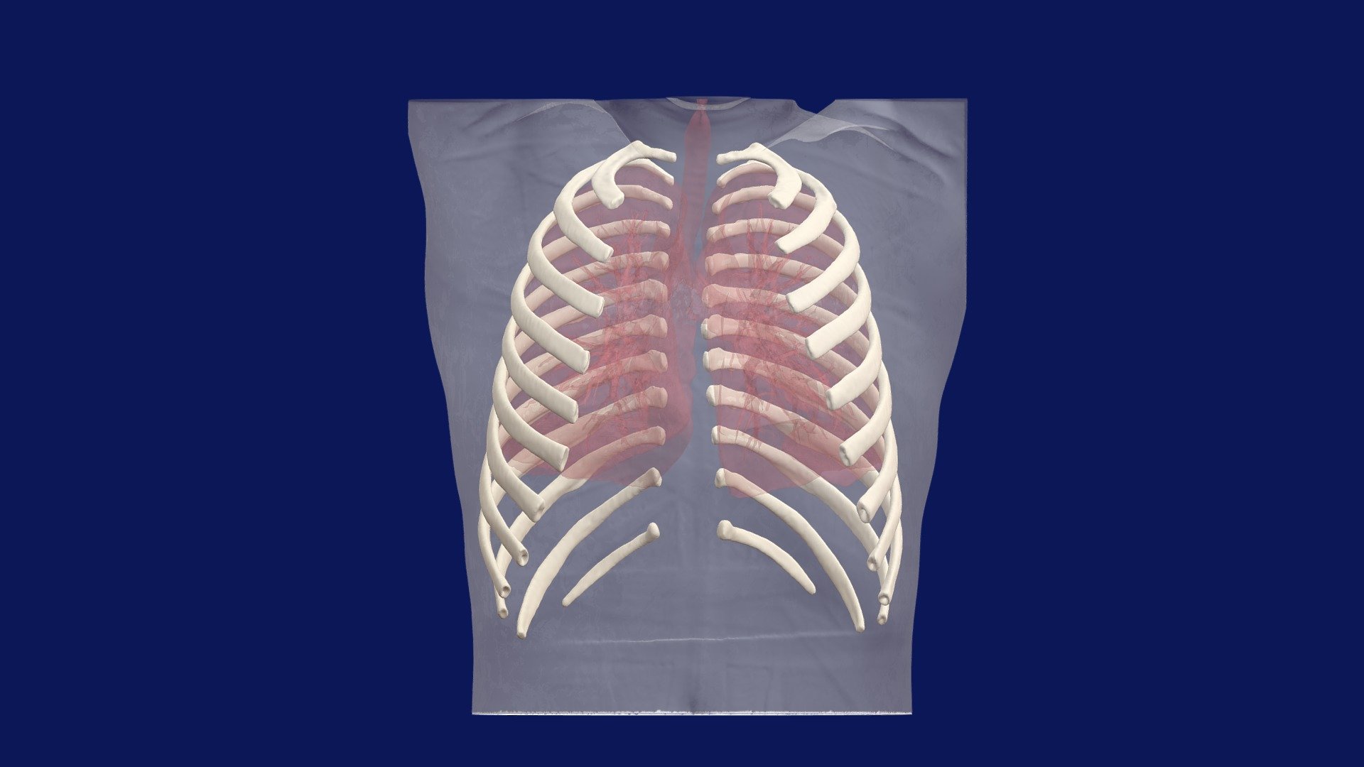 Ribs in Torso, 18yo Male - 3D model by Terrie (@terrielsimmons ...