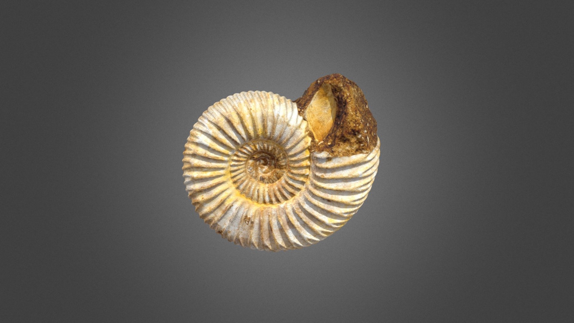 Amonite - 3D model by FIUonline [0a0f03b] - Sketchfab