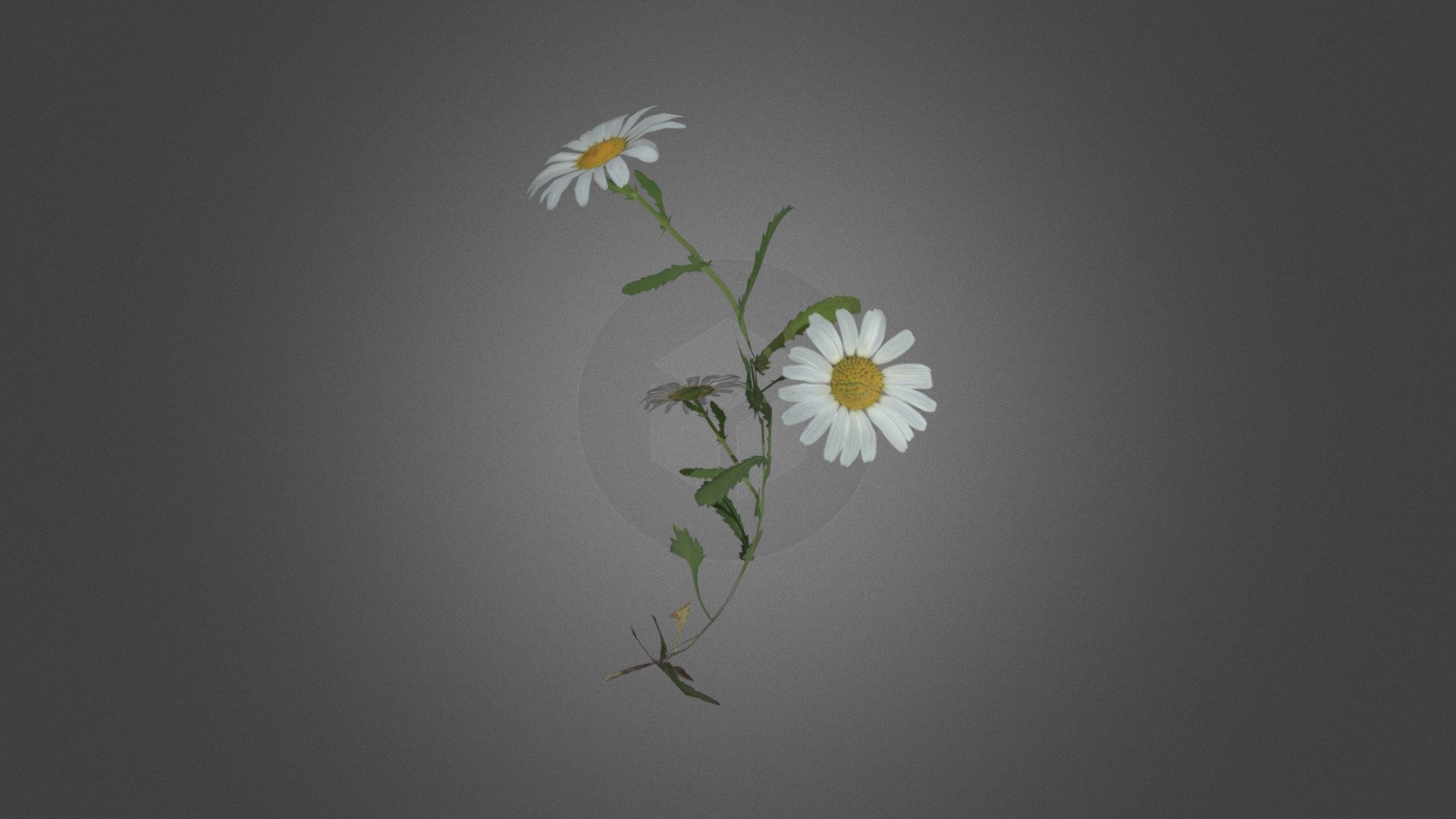 Flower - Download Free 3D model by alexerhart [0a0f5b4] - Sketchfab