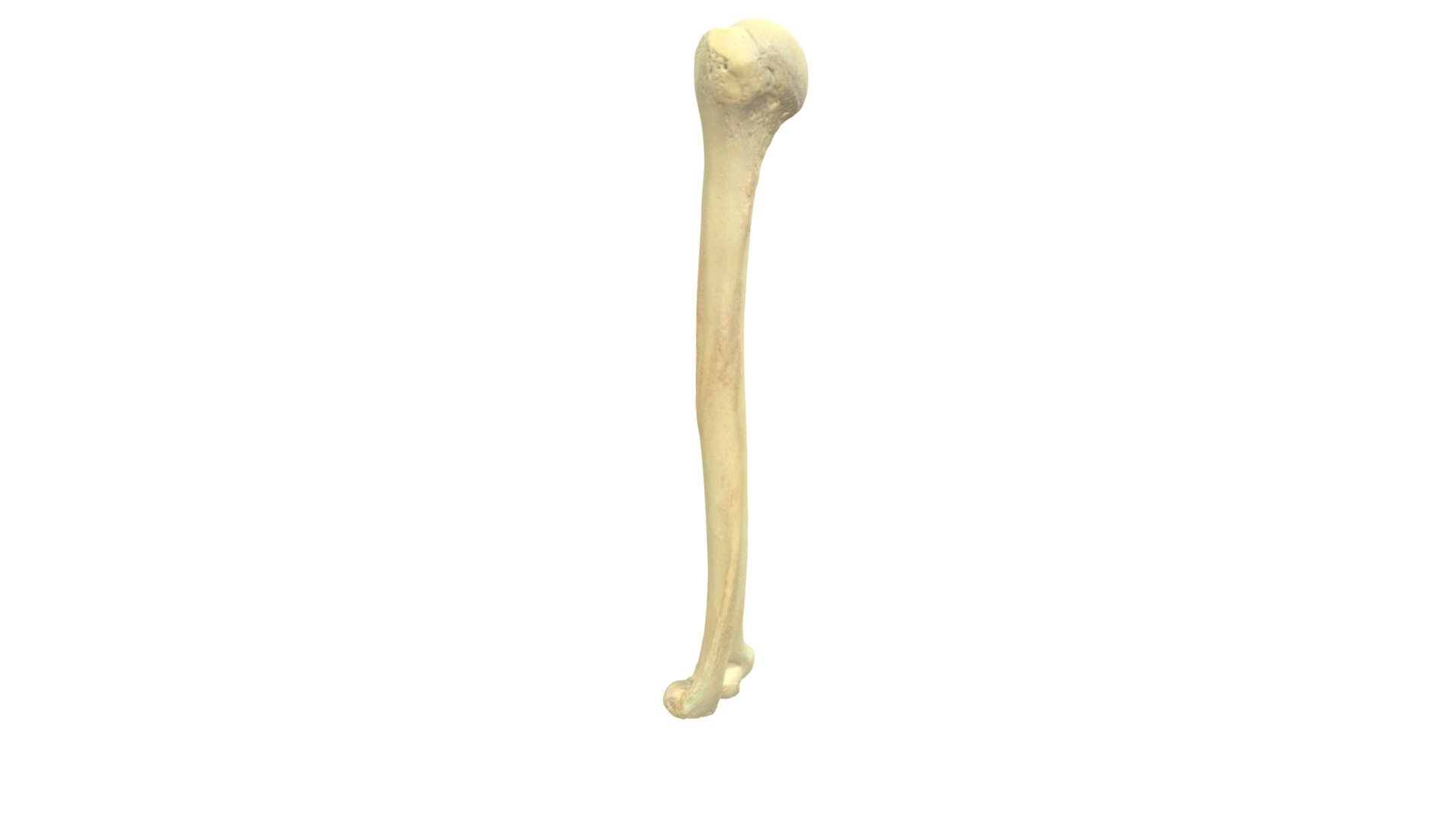 Humerus L - diafyse-met annotaties - 3D model by Universiteit Antwerpen ...