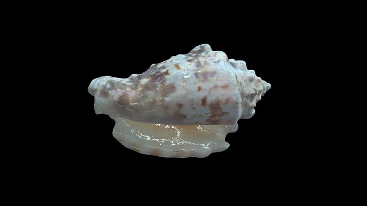 Conch 3D models - Sketchfab