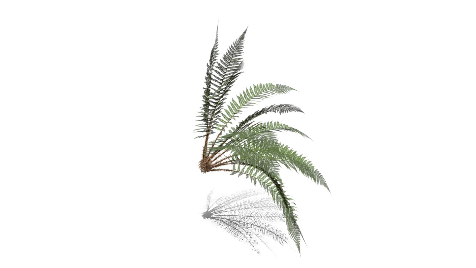 Realistic HD Male fern (33/50) - Download Free 3D model by PlantCatalog ...
