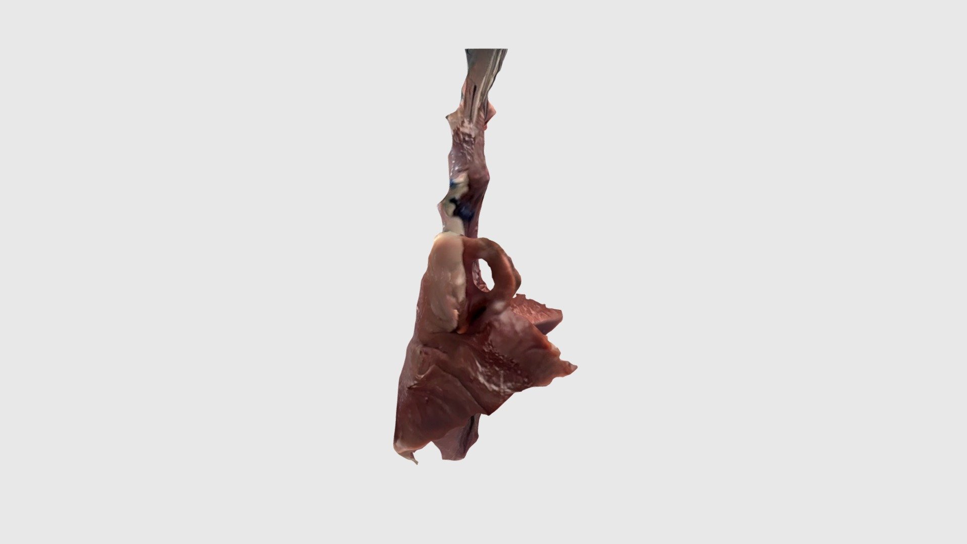 Pig Lungs - Download Free 3D model by The Center for Digital Humanities ...