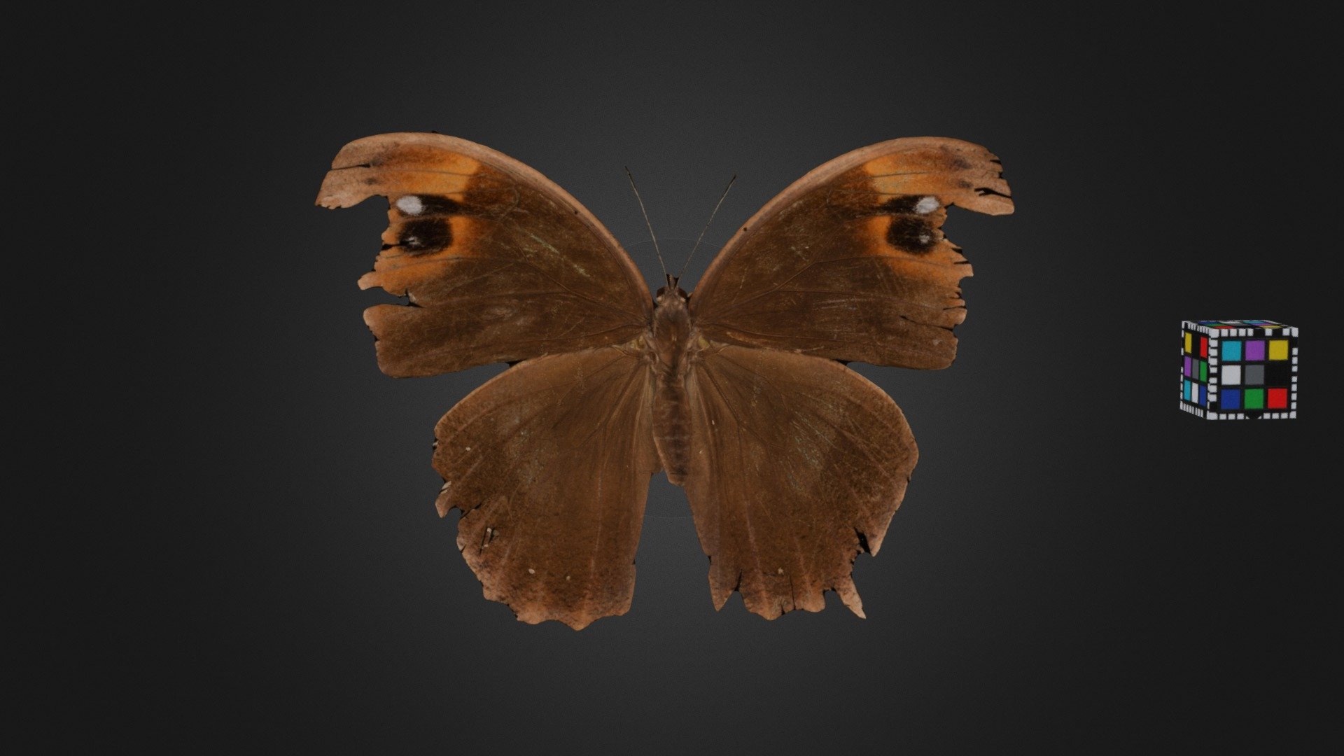 クロコノマチョウ 🦋 Dark Evening Brown, M. phedima - Download Free 3D model by ...