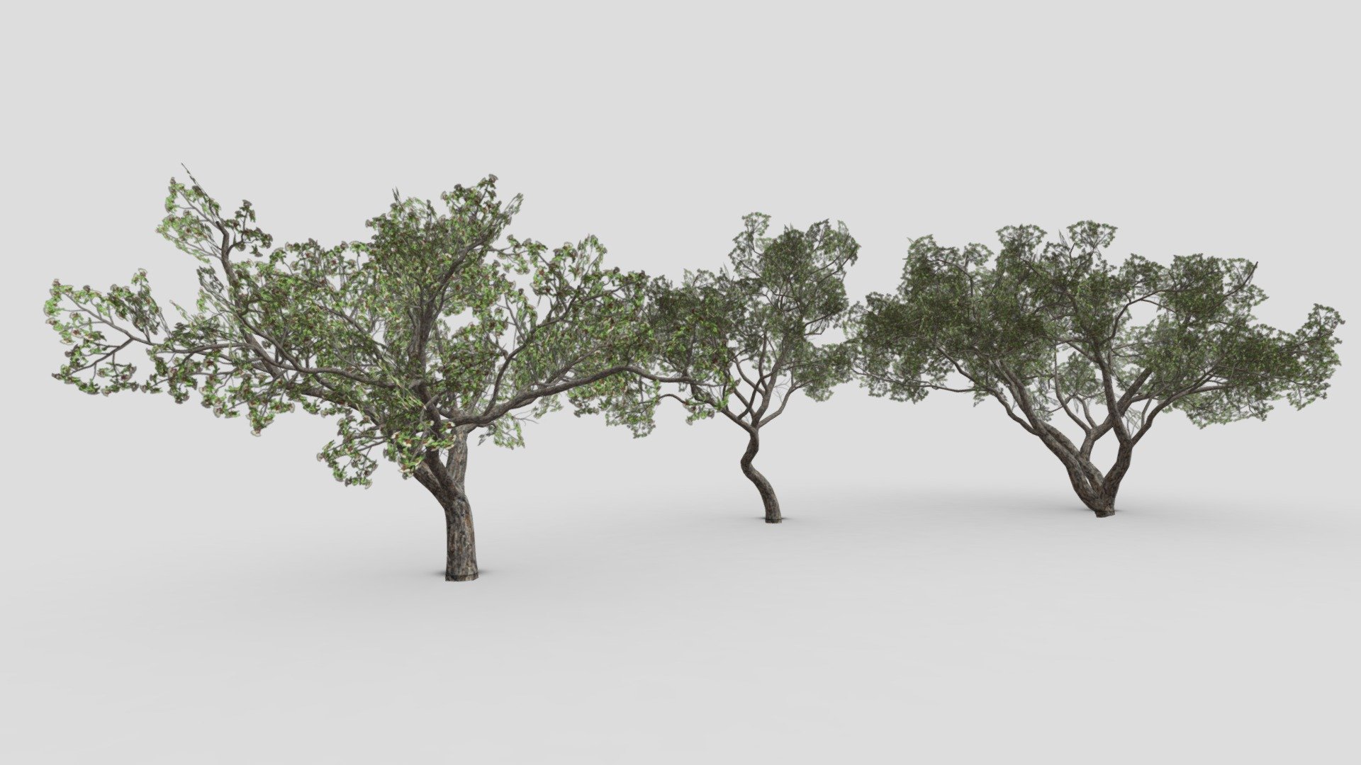 Brazilian Pequi Tree- Pack- 01 - Buy Royalty Free 3D model by ASMA3D ...