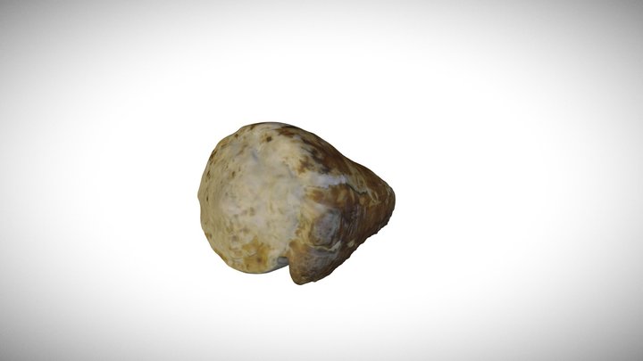 Cone-snail 3D models - Sketchfab