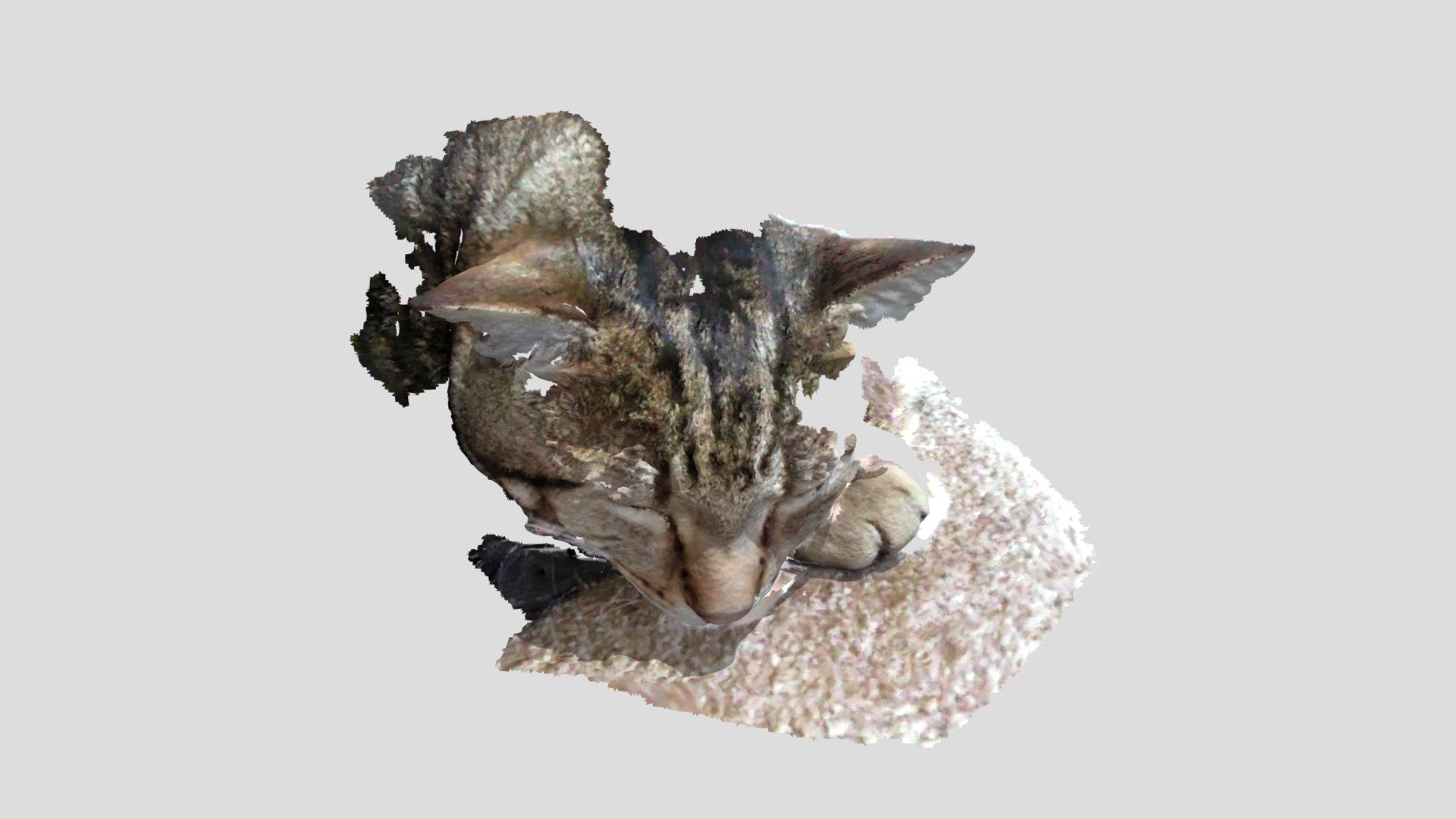 3D scan Cat Head Test - 3D model by generalKnoledge [0a3704a] - Sketchfab