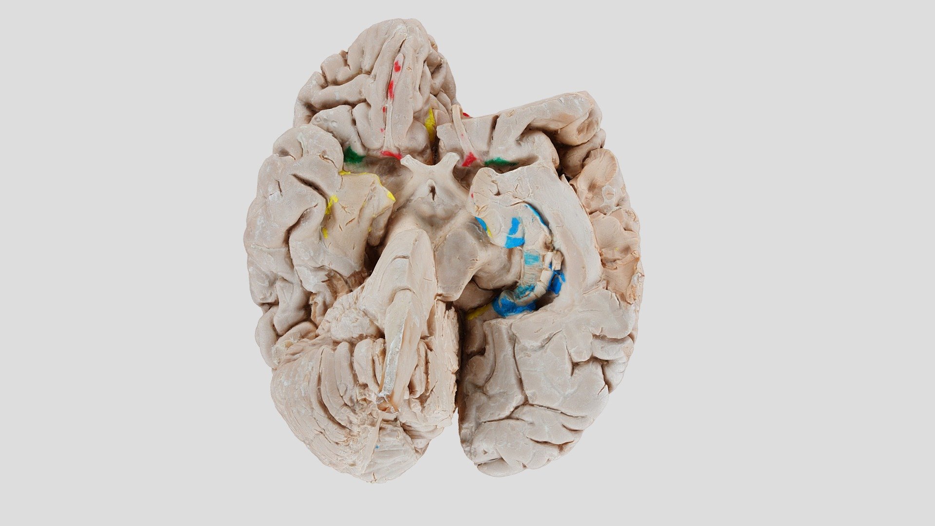 Brain - deep structures - 3D model by kucharm [0a39f10] - Sketchfab
