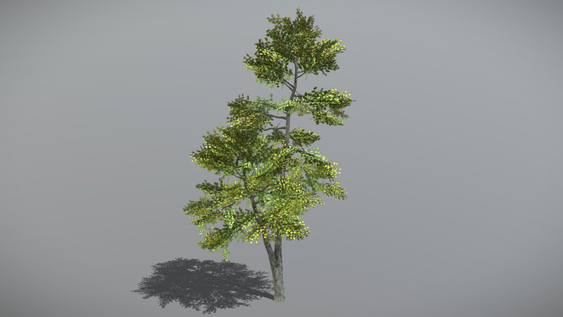 Beech 2 (Animated Tree) - Buy Royalty Free 3D model by bsp [0a3a31b] - Sketchfab Store