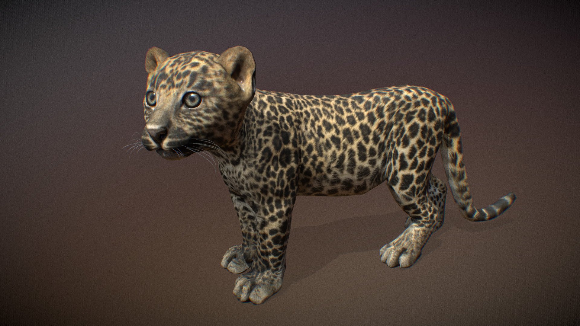 Animalia - Leopard (young) - 3D model by GiM (@GamesInMotion) [0a3dce1 ...