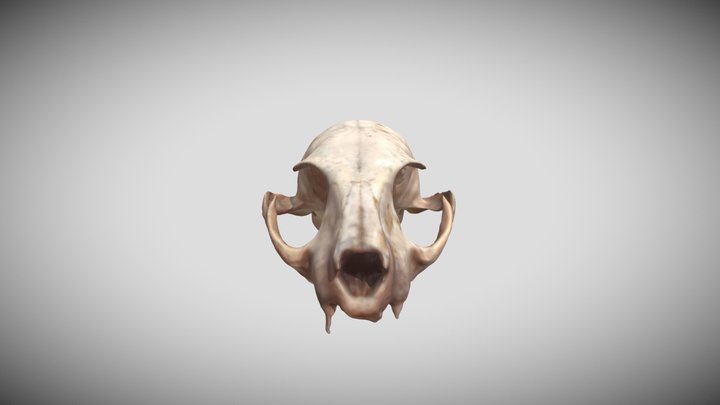 Serval 3D models - Sketchfab