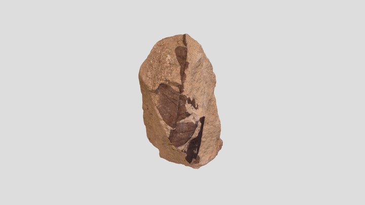 homan_photogrammetry - Sketchfab