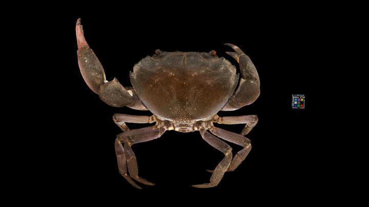 Eriphiidae 3D models - Sketchfab