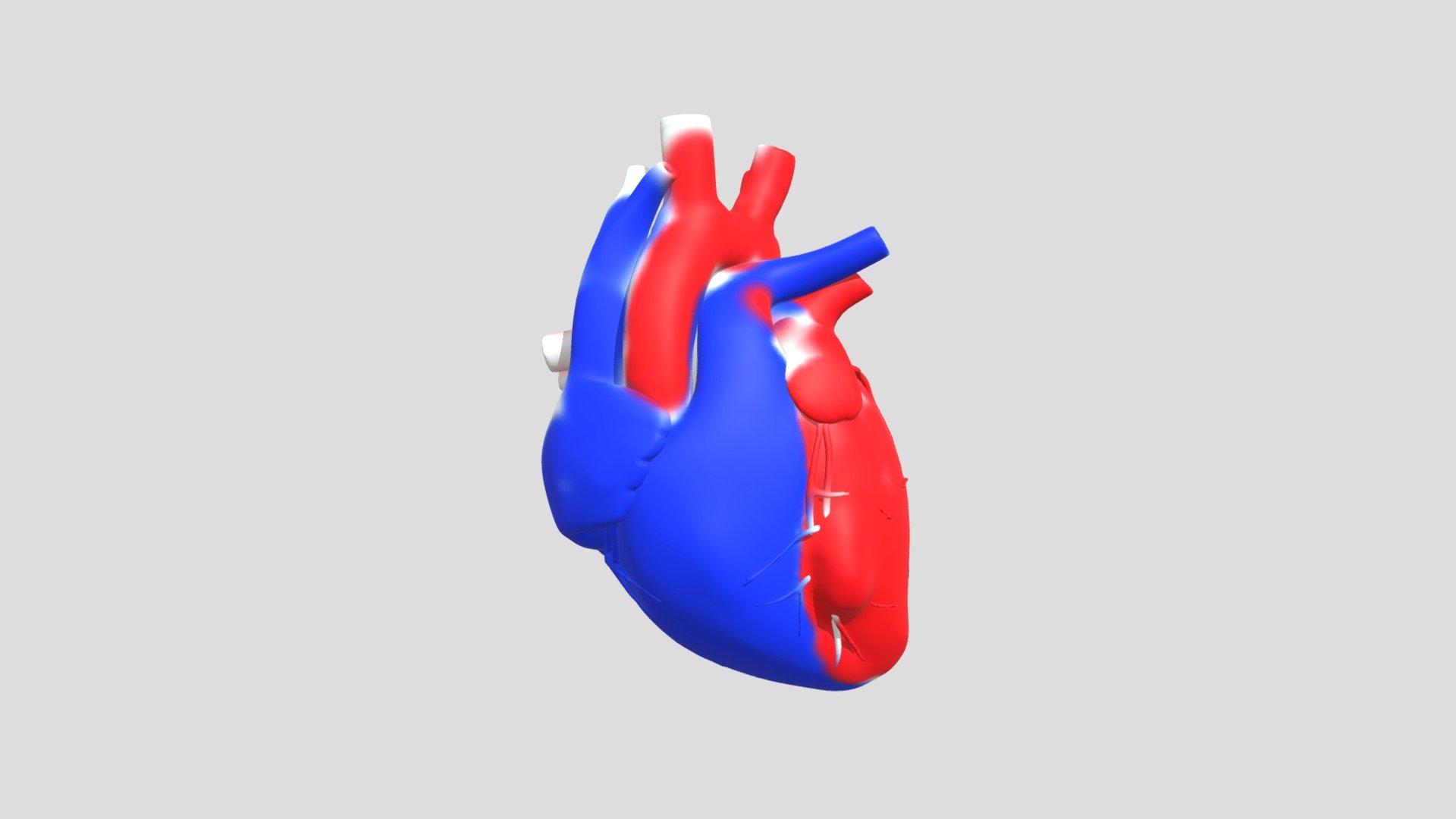 Painted Test Cardiac - 3D model by userl321 [0a52c7d] - Sketchfab