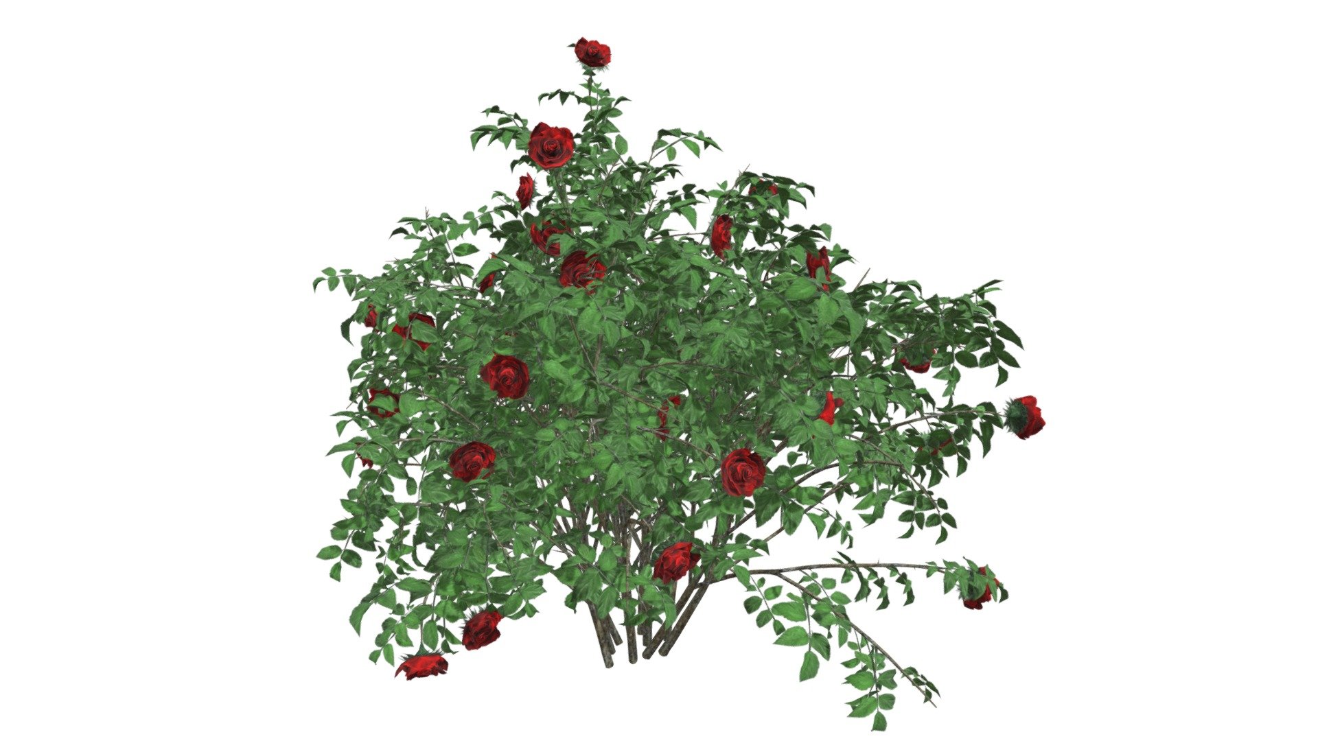 Red Rose Bush #01 - Buy Royalty Free 3D model by meshshape [0a542d5 ...