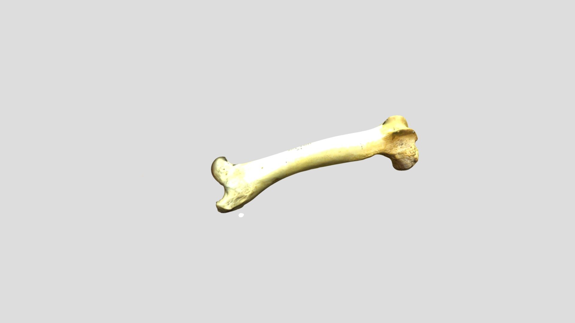 Ovis Aries femore - Download Free 3D model by Arena2-DSSBC-UNISI ...