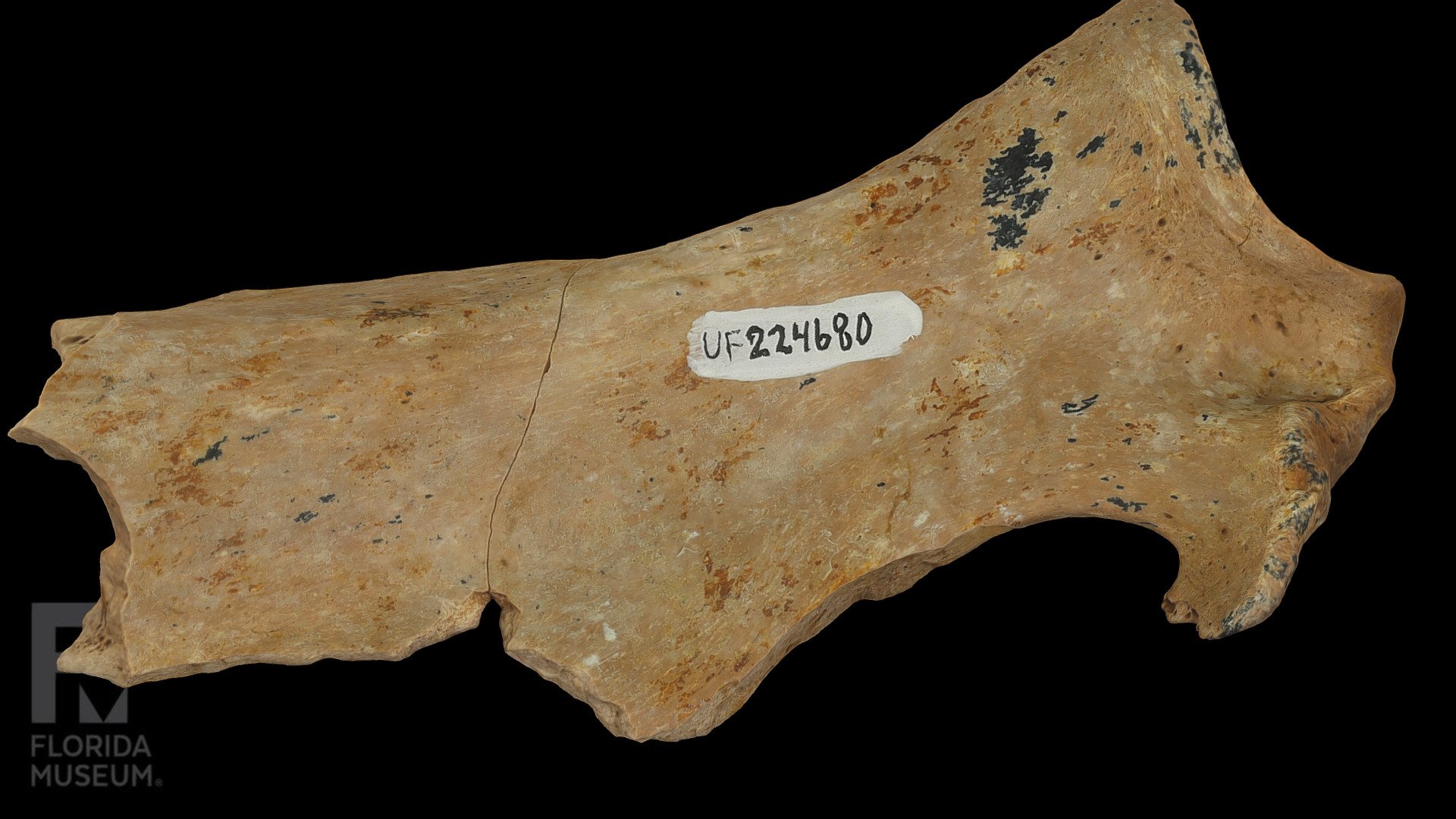 Fossil Tapir Scapula (UF UF 224680) - 3D model by FloridaMuseum ...