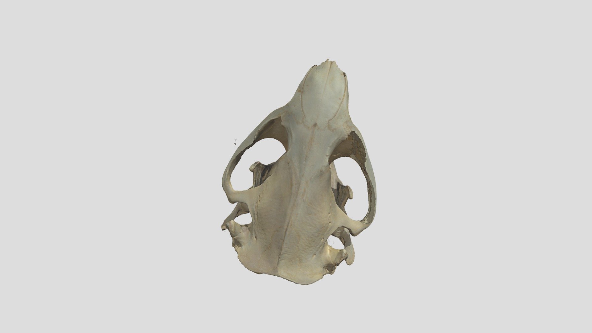 WNHC OST 400078 Castor canadensis Skull - 3D model by Wesleyan ...