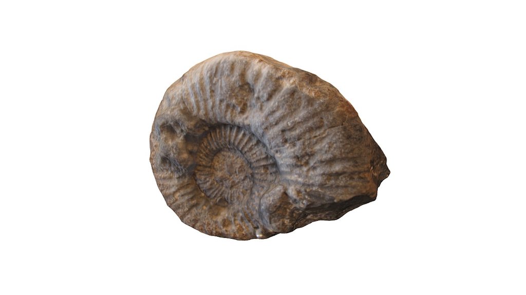 Fossil Ammonites - 3D model by Free 3D Models (@free3dmodels) [0a66bd4 ...