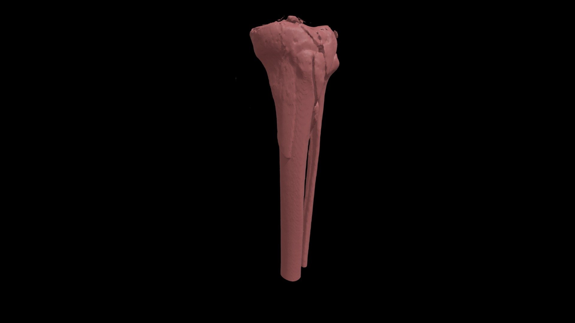 kaluram tibia - 3D model by kne3wiz-drjay [0a67fd9] - Sketchfab