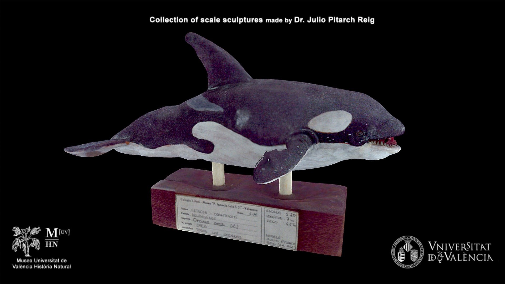 Orcinus orca - Download Free 3D model by Museo [UV] Historia Natural ...