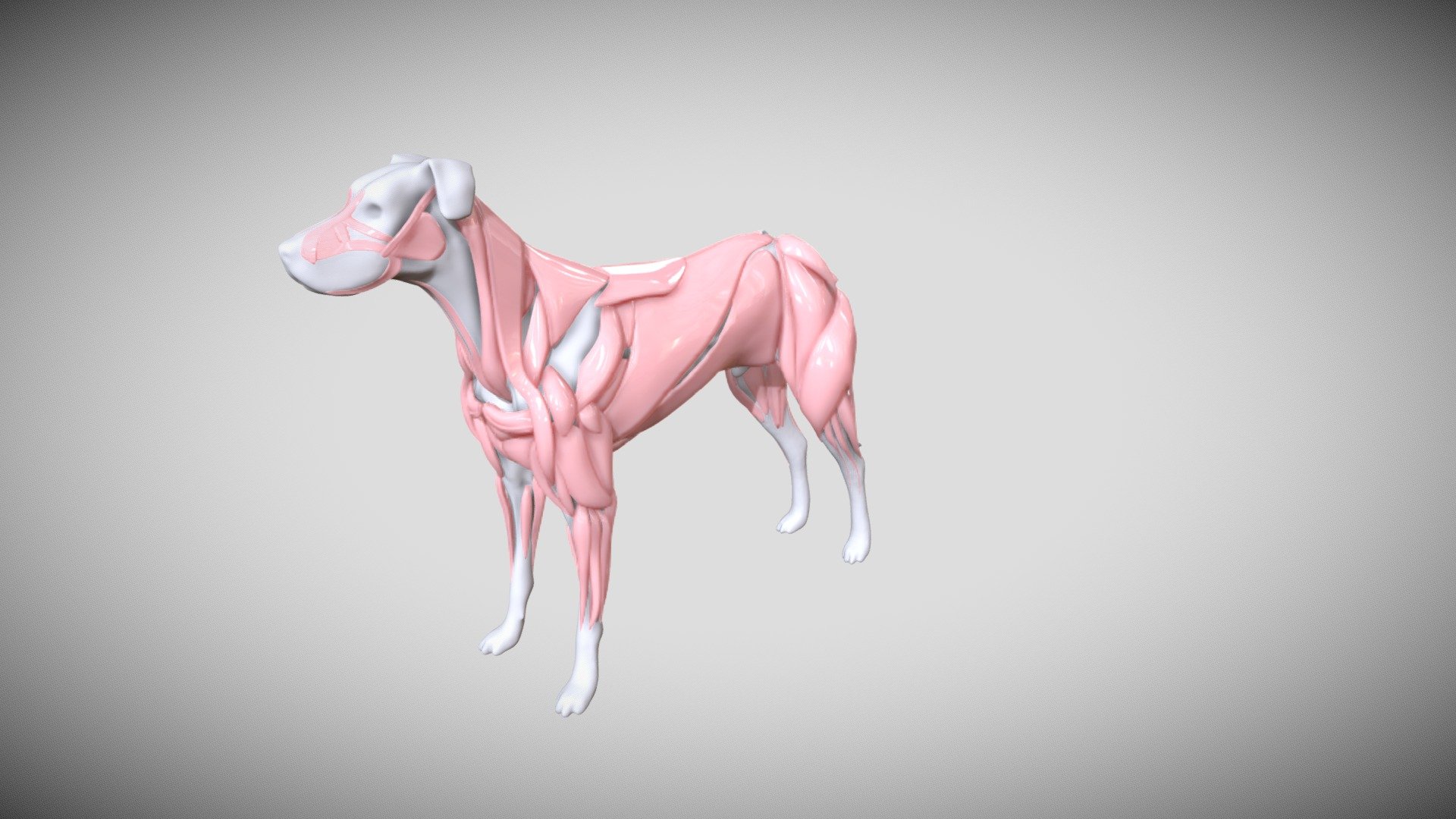Dog_flesh - 3D model by lyh_ET (@et362385) [0a6f05a] - Sketchfab