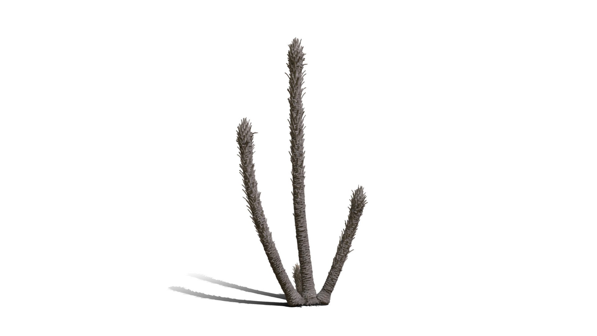 Realistic HD Date palm (77/78) - Download Free 3D model by PlantCatalog ...