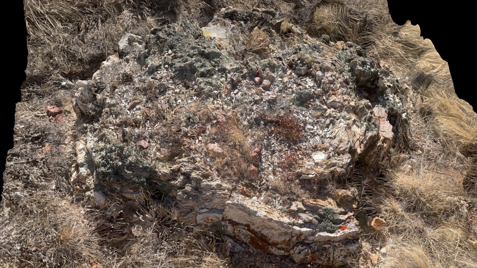 Petrified Tree: Florissant Fossil Beds (1/365) - Download Free 3D model ...