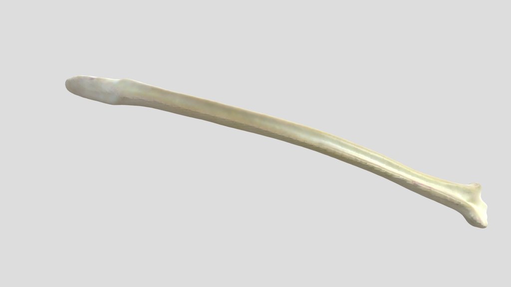 Bones muscles ligaments - A 3D model collection by University of ...