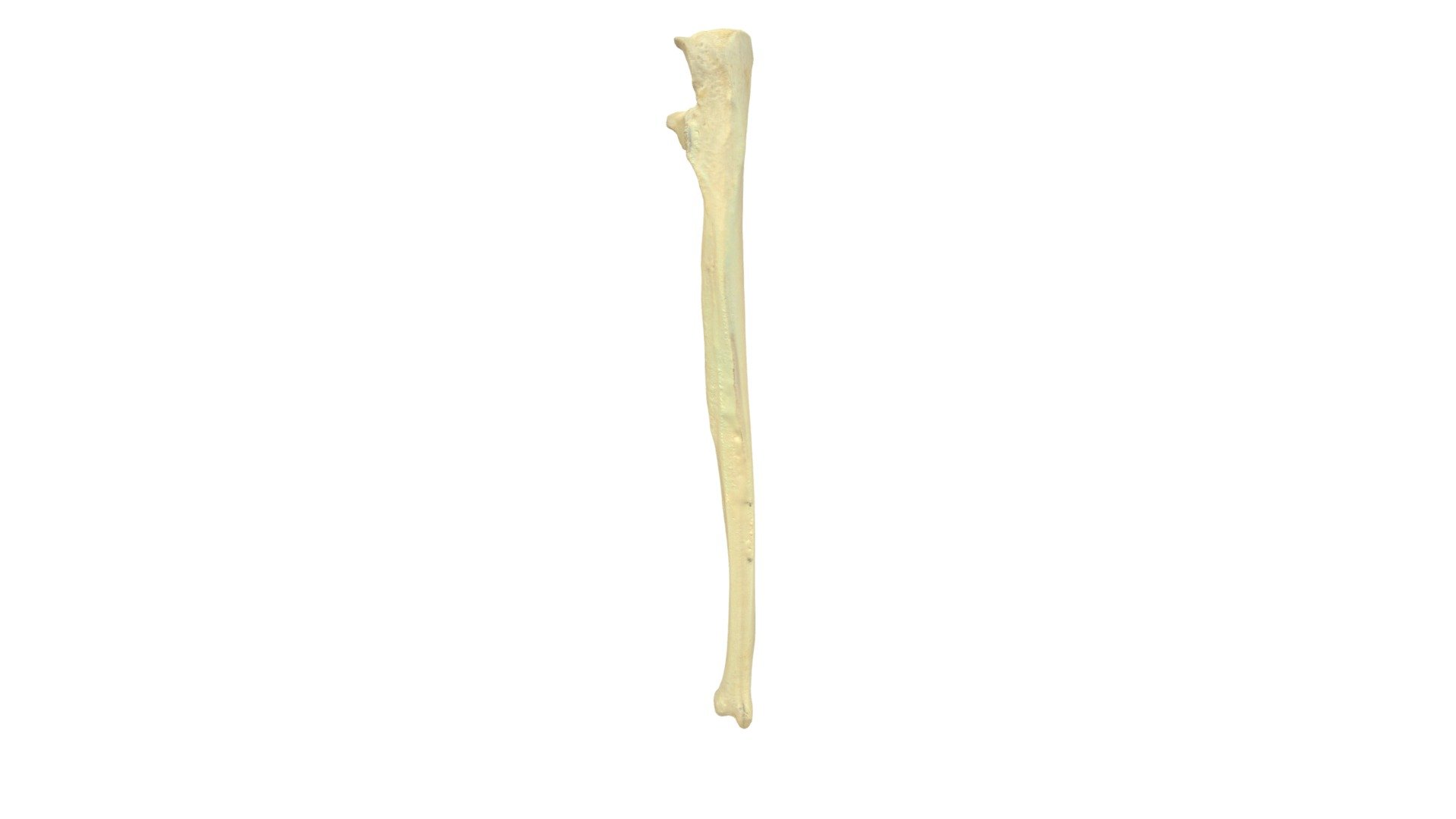 Ulna L - diafyse - 3D model by Universiteit Antwerpen (@marjanmaldoy ...