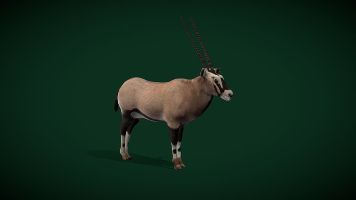 Oryx 3D models - Sketchfab