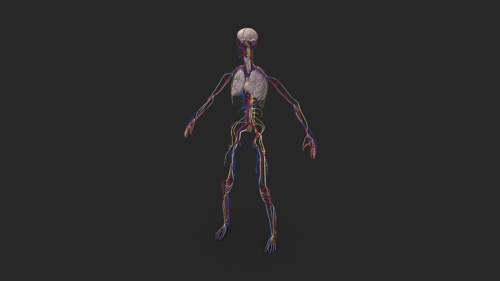 Human - A 3D model collection by monoscope - Sketchfab
