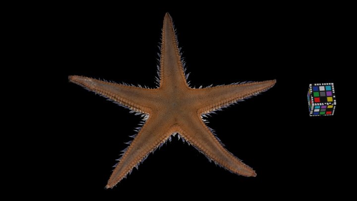 Astropectinidae 3D models - Sketchfab