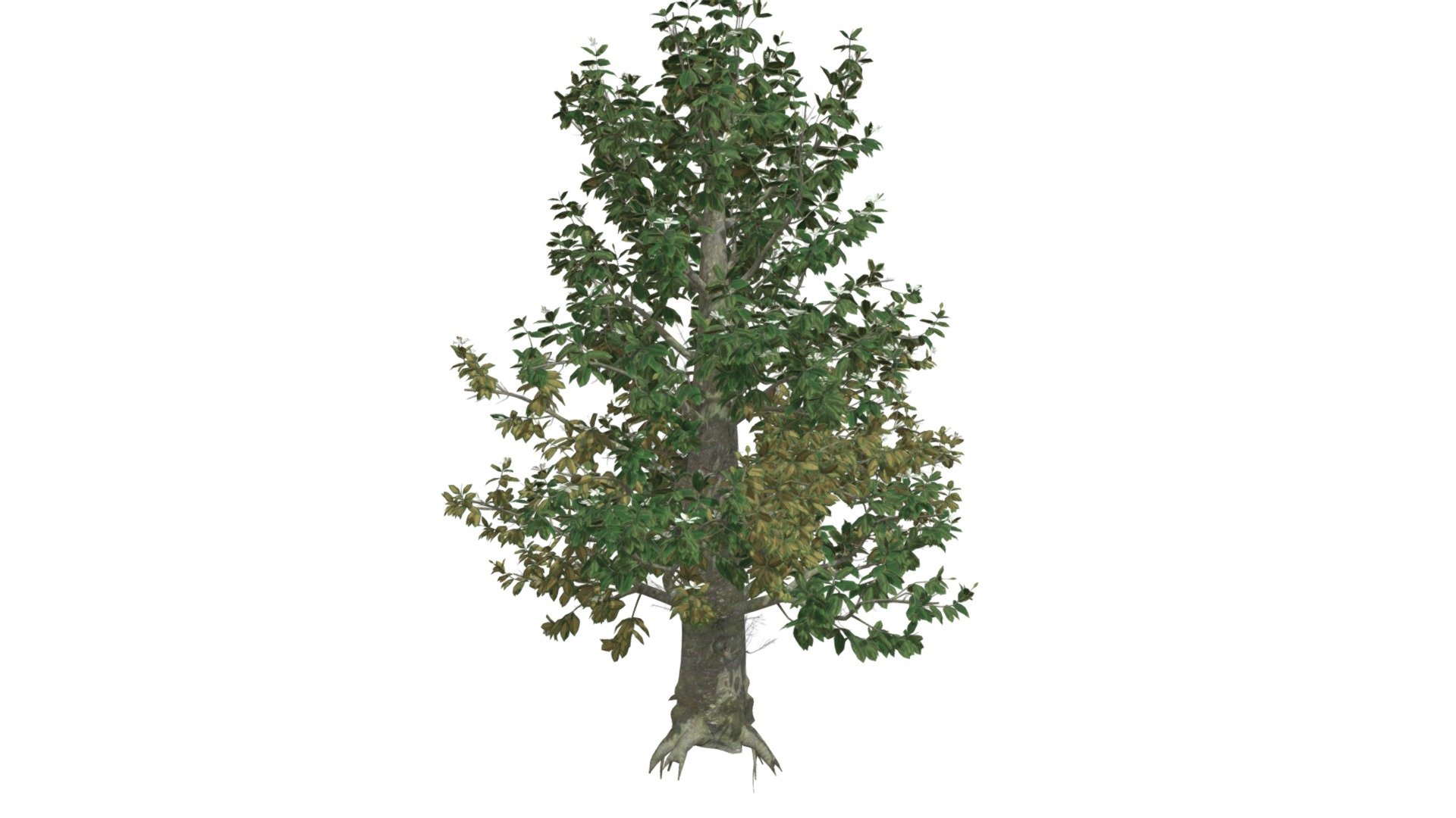 Southern Magnolia Tree #08 - Buy Royalty Free 3D model by meshshape ...
