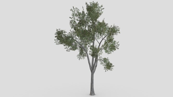 Lopoly-conocarpus 3D models - Sketchfab