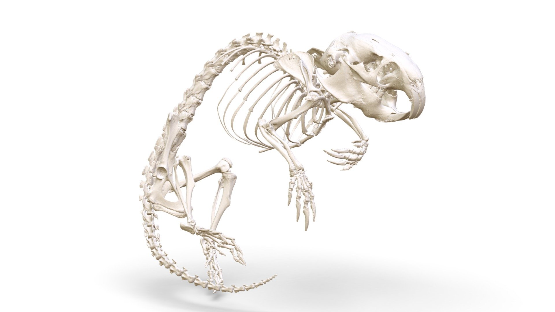 Ctenomys erikacuellarae (MSB:Mamm:63510) - 3D model by Biodiversity ...