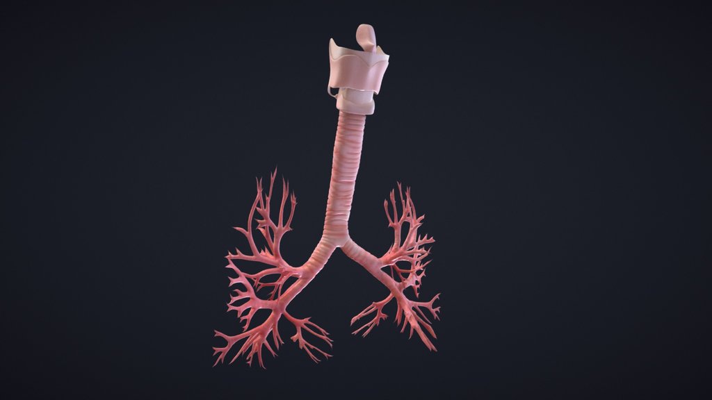 Respiratory - A 3D model collection by 3DlabHU - Sketchfab