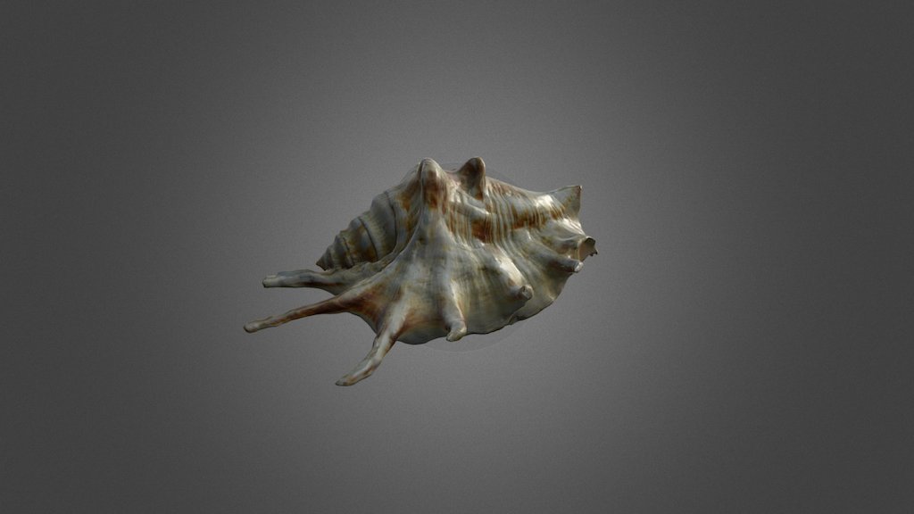 Shell - 2nd scan - 3D model by Siwon [0aaf8ac] - Sketchfab