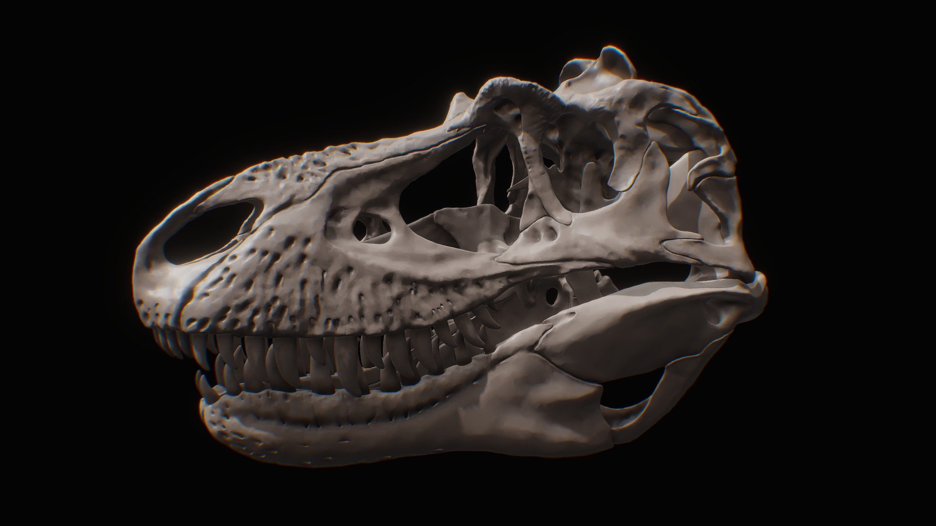 Gorgosaurus skull - Buy Royalty Free 3D model by Olof Moleman ...