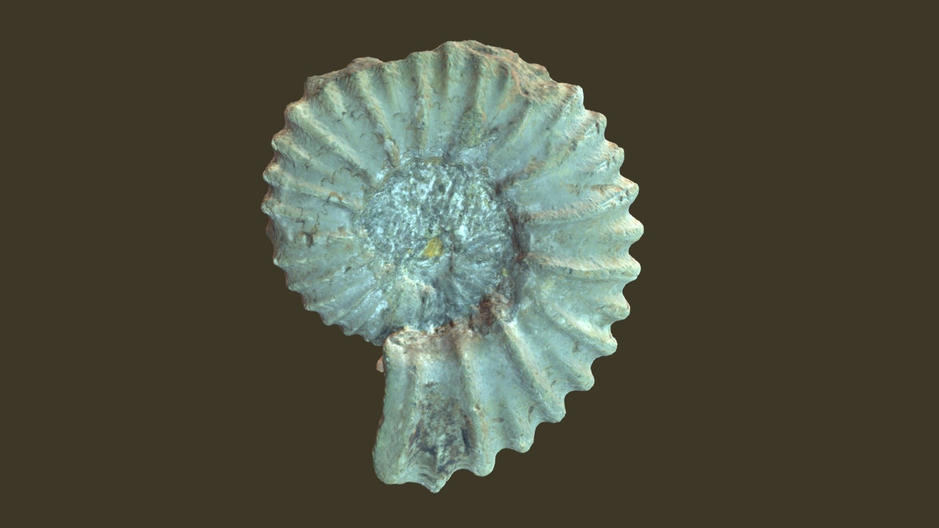 Acanthoceras sp. - Buy Royalty Free 3D model by Shellie Luallin (@Paleogirl) [0ab4e7e ...