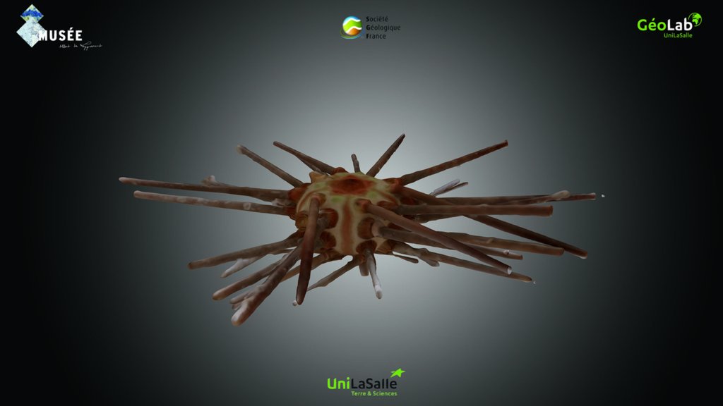 Sea life - A 3D model collection by Grummdrigg_Carver - Sketchfab